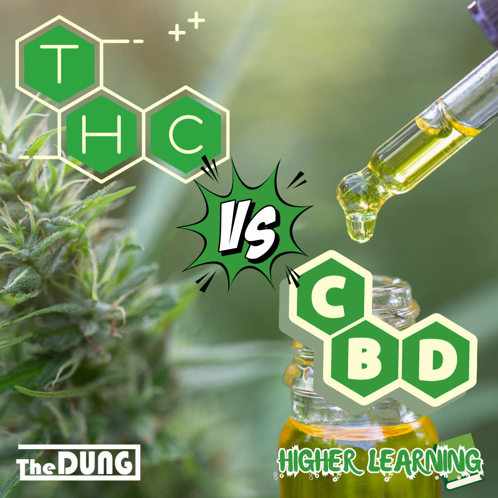 Unravelling the Cannabis Code: THC vs. CBD – Understanding the Differe – The Dung